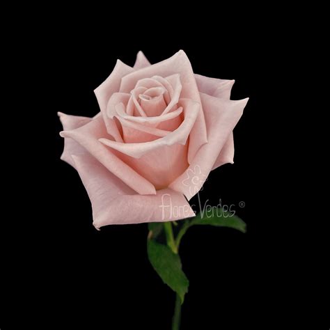 Sweet Escimo Flores Verdes