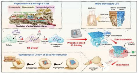 高分文献解读｜3d打印骨支架实现梯度密度颌骨功能性重建 3d打印骨支架建模 Csdn博客