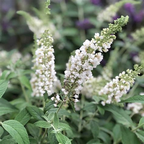 Buddleia White Lynwood Garden