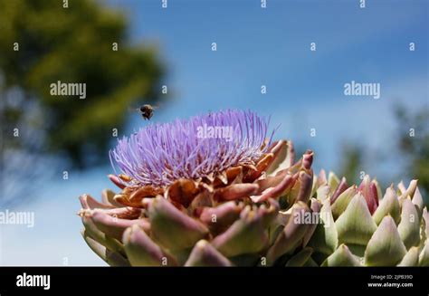 Close Up Of A Honey Bee Hovering Over A Flowering Globe Artichoke