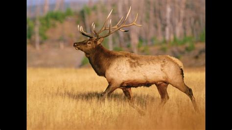Elk Sounds In The Wild At Virginia Morgan Blog
