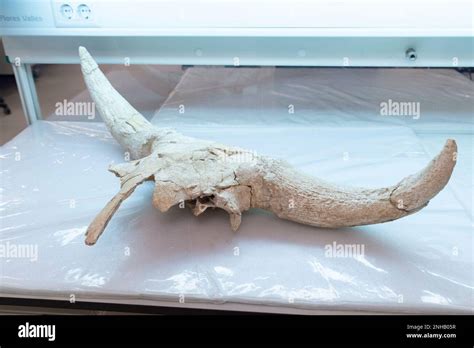 The Skull Of A Herbivore Mammal In The Regional Archaeological Museum