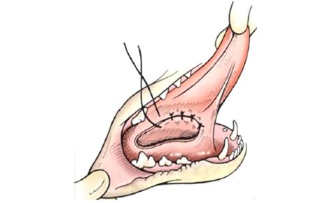 Sialocele Salivary Mucocele Dallas Veterinary Surgical Center