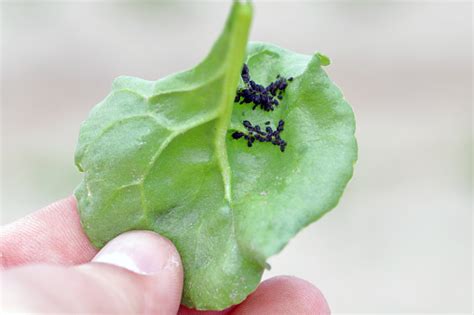 검은 콩 기막 은 순서 헤미트라의 구성원입니다 다른 일반적인 이름은 블랙 플라이 콩 진딧물 및 사탕무 잎 진딧물을 포함한다 사탕무에 곤충 진딧물에 대한 스톡 사진 및 기타