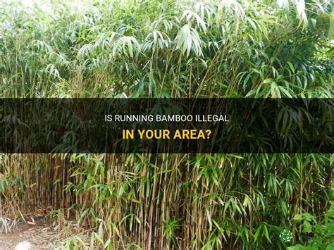 Is Running Bamboo Illegal In Your Area ShunCy