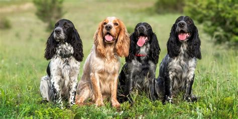 The Ultimate Guide To Cocker Spaniel Colours And Coat Types From
