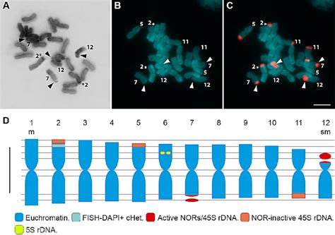 A D Cytological Characterization Of The Wild Chili Pepper Capsicum