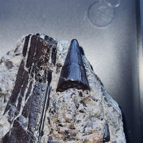 Id Teeth From Triassic Aust Uk Fossil Id The Fossil Forum