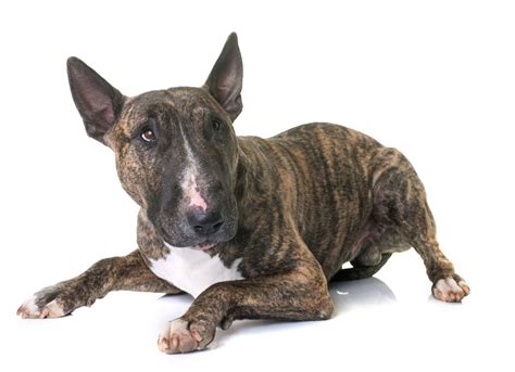 Bull Terrier Colors Exploring Bull Terrier Coat Colors Terrier Owner