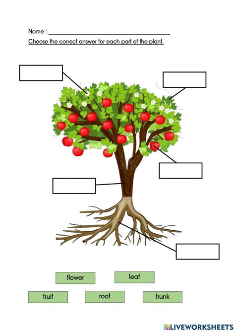 Recognise Parts Of The Plant Worksheet Live Worksheets