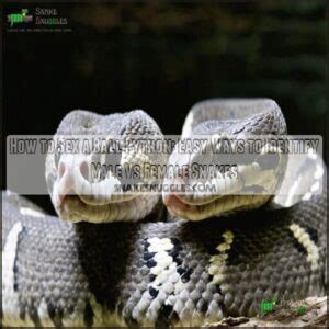 Ball Python Breeders Near Me Top Trusted Reptile Experts Guide