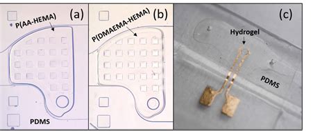 Polyelectrolyte Hydrogel Structures Constructed Via In Situ