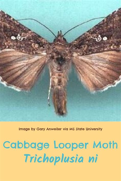 Cabbage Moth Control Prevention And How To Get Rid Of It Gardensall