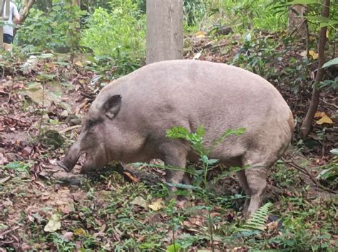 After A Week Of Typhoon Followed By Big Rain I Am Happy To See The Wild Boar Again Winnie Chau