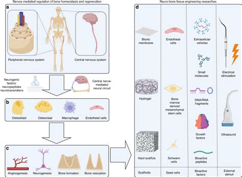 神经骨组织工程：新兴机制、潜在策略和当前挑战 Bone Research X Mol