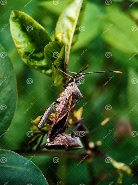 Portrait Of Leaf Footed Insects Mating Stock Image Image Of Aminals Macrophotography 320341897
