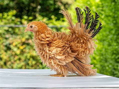 How To Sex Chickens Complete Beginners Guide Chickens And More