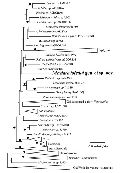 bayesian phylogram derived from the analysis of the 28s coi data set