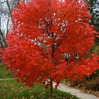 Pin On Trees For The