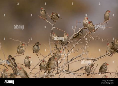 Red Billed Quelea Quelea Quelea Flock Settled In Bush Namibia Most