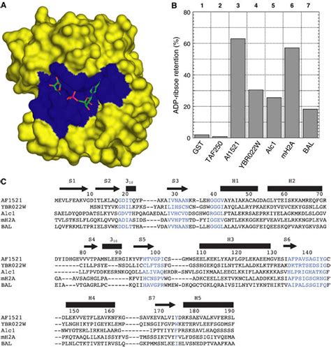 The Macro Domain Is An Adp Ribose Binding Module Abstract Europe Pmc