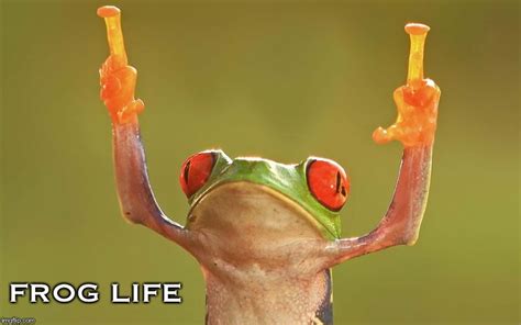 Frog Life Imgflip