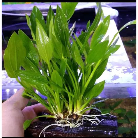 ต้นไม้น้ำอเมซอนมัดขอนพร้อมส่งต้นละ 65 บาท Shopee Thailand