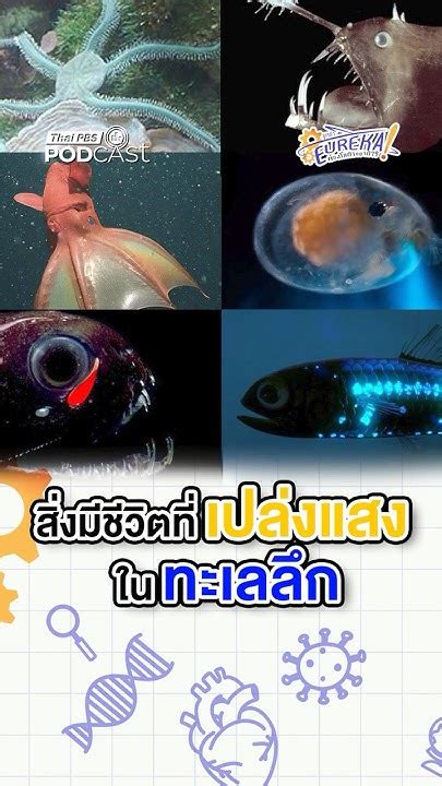 สิ่งมีชีวิตที่ เปล่งแสง ในทะเลลึก 💡 Youtube