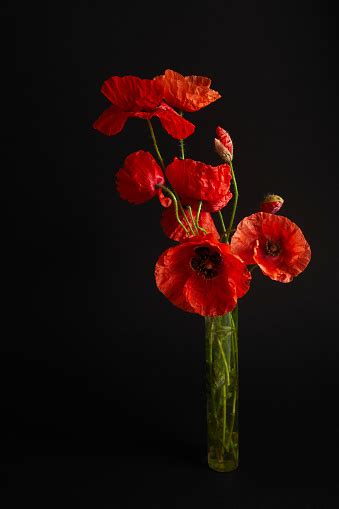 현충일 인사말 카드 검은 색 배경에 아름다운 빨간 양귀비 꽃 우리가 잊지 않도록 11에 대한 스톡 사진 및 기타 이미지 11 11월 Armistice Istock