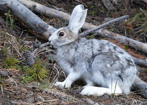 Yellowstone Insight Yellowstone Insight Has A Brand New Offer Just For You If You Would Like