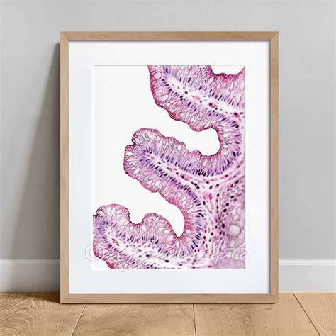 Goblet Cell Histology Goblet Cells Science Art Decor Anatomy Watercolor Cytology Poster