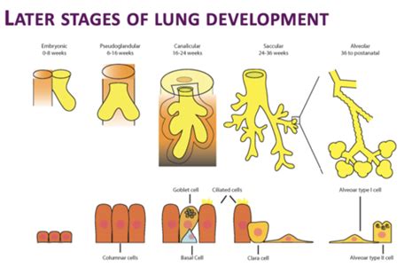 Lung Development Flashcards Quizlet