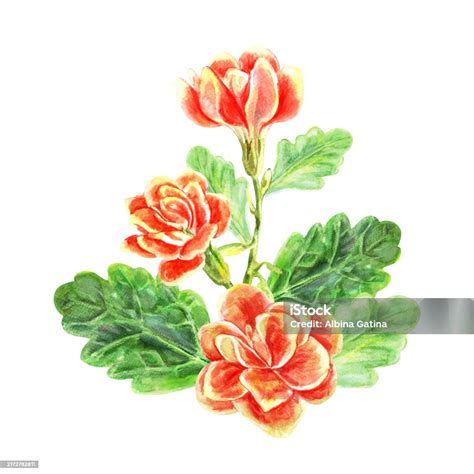 Kalanchoe 꽃과 다육 식물의 잎 수채화 손으로 그린 그림은 흰색 배경에 고립되어 있습니다 인사말 카드 청첩장 생일 축하를 위한 장식적인 성분 0명에 대한 스톡 벡터