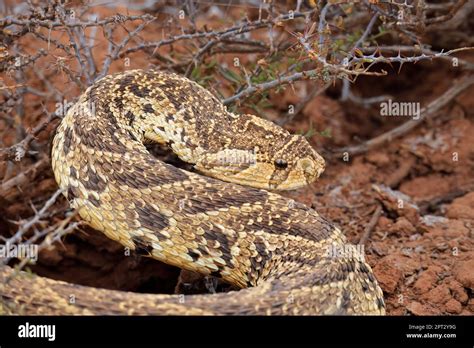A Defensive Puff Adder Bitis Arietans In Natural Habitat South