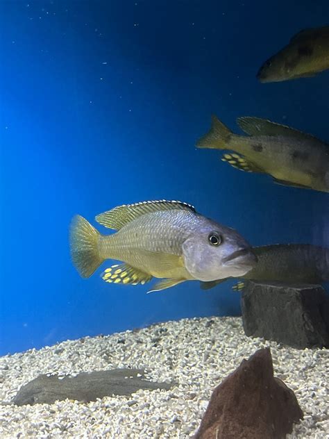 Overstocking And Compatibility