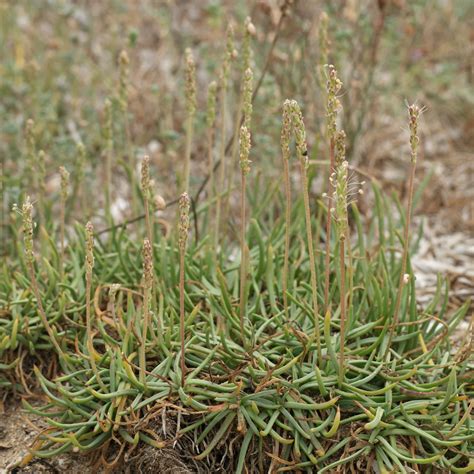 Weegbree Plantago