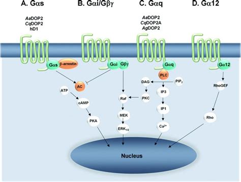 Protein Receptor Map Protein Receptor Map
