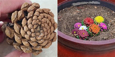 Fibonacci Sequence In Pine Cones
