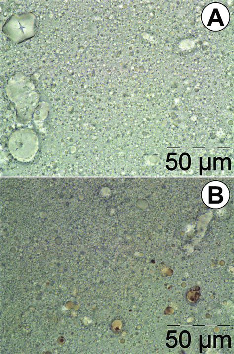 Photomicrographs Of Melted Ice Cream Samples Showing A Control Ice
