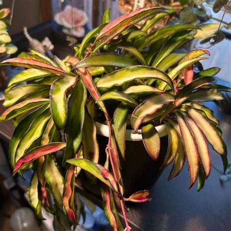 Ficus Elastica Ruby Rubber Tree Plant 4 Pot Etsy