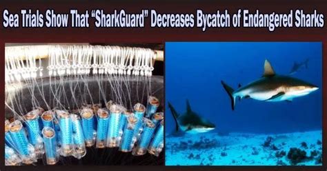 Sea Trials Show That “sharkguard” Decreases Bycatch Of Endangered