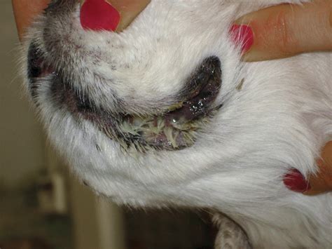 Pyoderma In The Dog Todays Veterinary Nurse