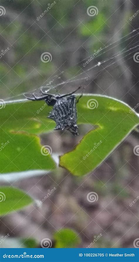 Spider In Web Stock Image Image Of Spider Nature Caught
