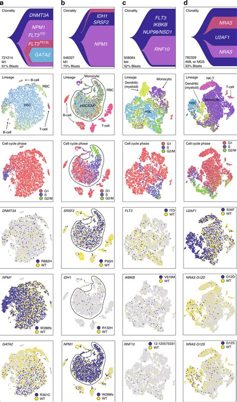 Single Cell Mutation Detection And Interpretation In Additional Cases Download Scientific
