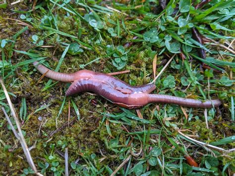 Is This Two Earthworms Having Sex Cause It Looks Like Two Earthworms Having Sex R Weird