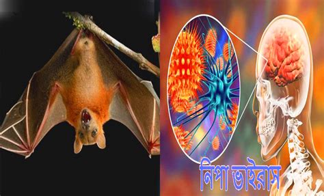 32 Districts Of The Country At Risk Of Nipah Virus Fever Guidance