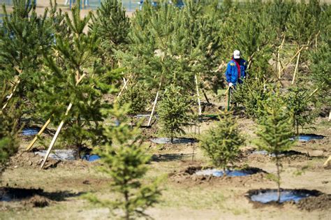 Тэрбум мод Тэрбум мод үндэсний хөдөлгөөнийг дэмжих сан “Их хаадын цэцэрлэгт хүрээлэн” д хувь
