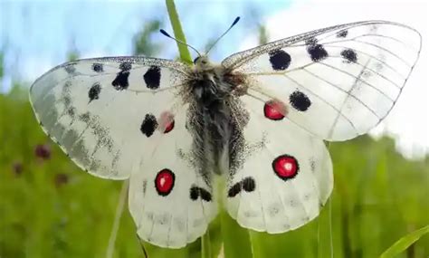 Decline Of Parnassius Apollo Parnassius Apollo Project Life Apollo2020