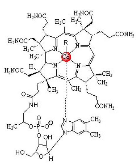 Vitamin B12 Coenzyme And Its Model Compounds Amrita Vishwa Vidyapeetham