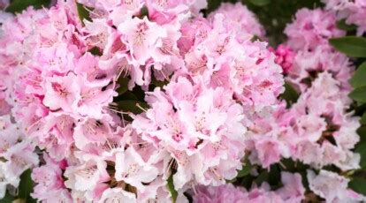 Dwarf Azalea Varieties For Compact Planting Spaces